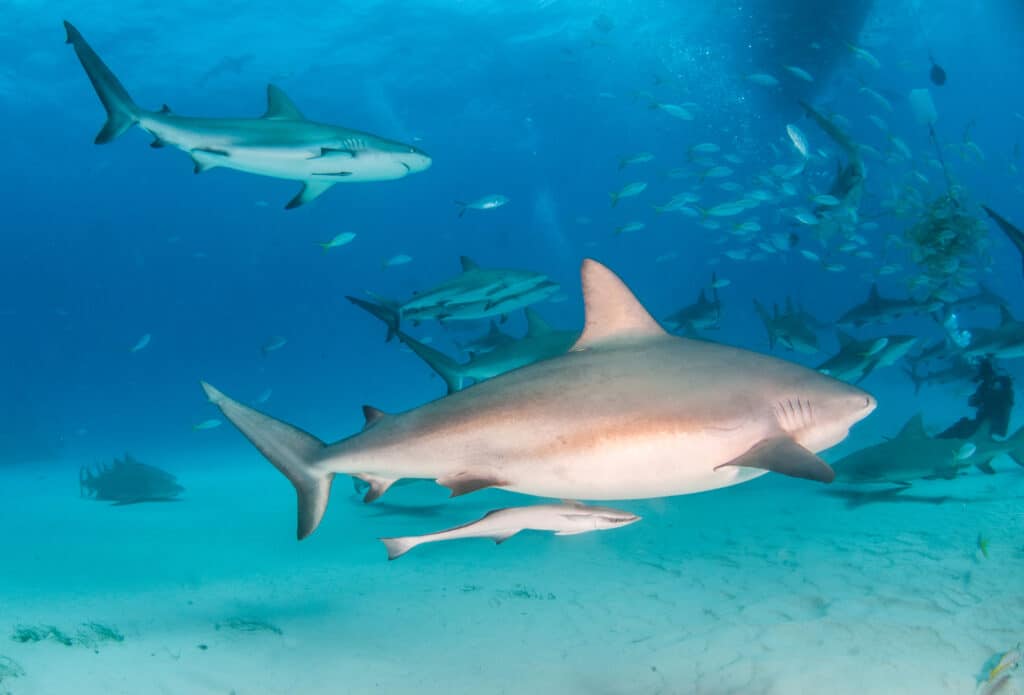 Protection des requins: décision « historique » au sommet sur les ...