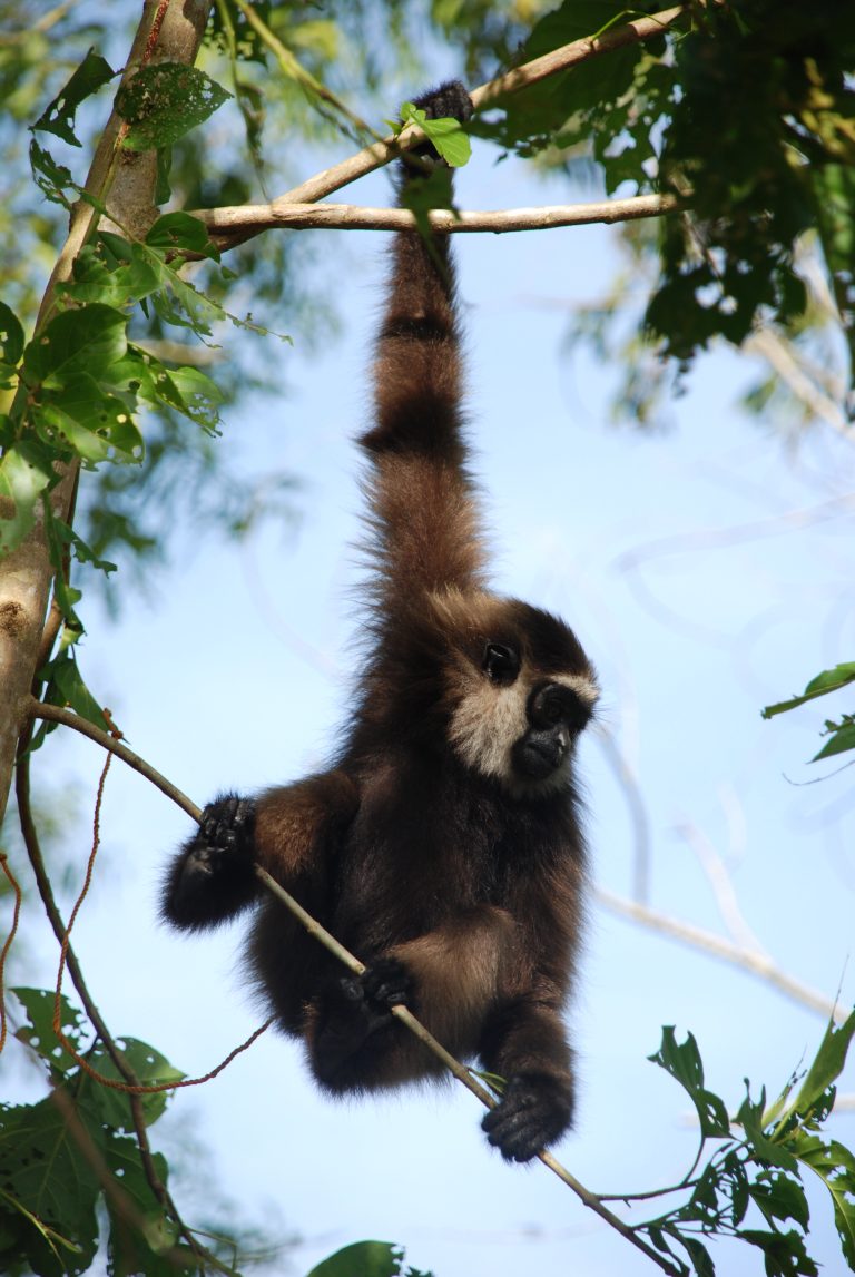 Kalaweit sauve 400 hectares à Bornéo : un refuge vital pour les singes ...