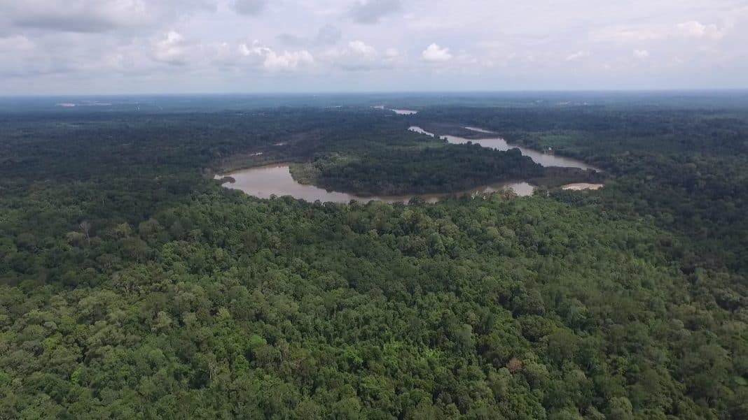 Kalaweit sauve 400 hectares à Bornéo : un refuge vital pour les singes ...